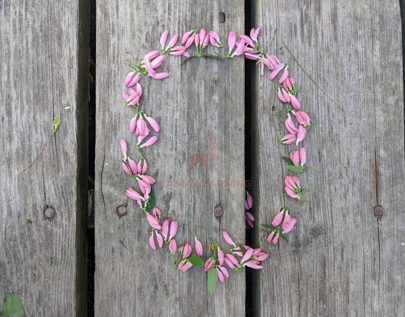 Nature Shapes Flashcards Kindergarten Cards Montessori - Etsy