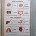 Human Body Pre-k Kindergarten Activity Printable Homeschool - Etsy