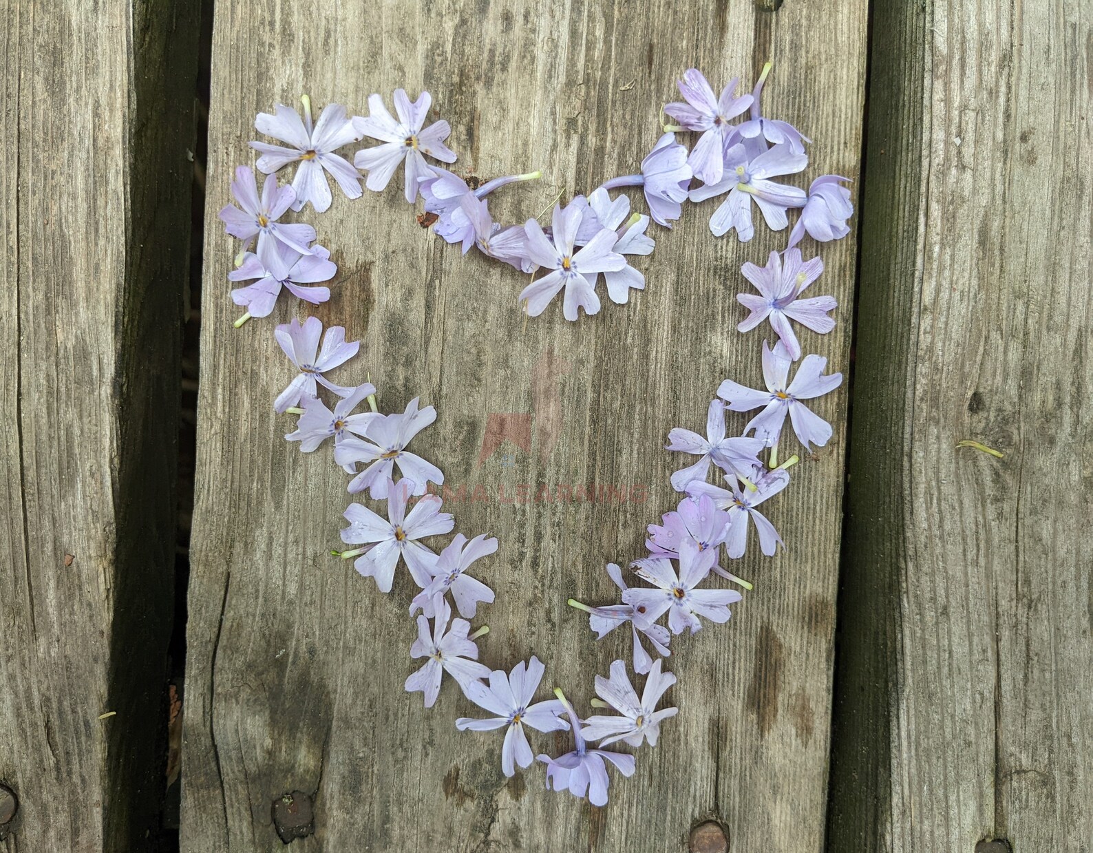 Nature Shapes Flashcards Kindergarten Cards Montessori - Etsy