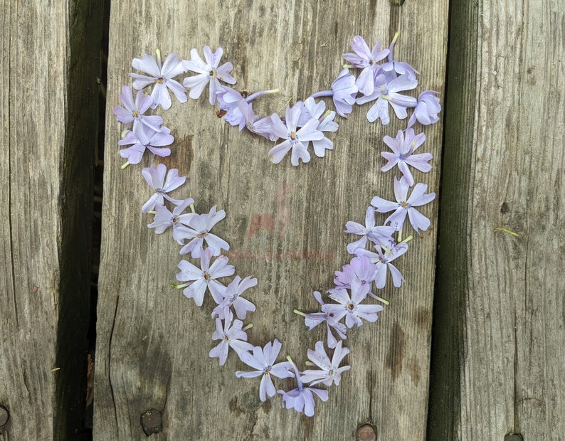 Nature Shapes Flashcards Kindergarten Cards Montessori - Etsy