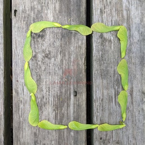 Nature Shapes Flashcards Kindergarten Cards Montessori - Etsy