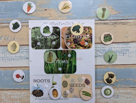 Plants Parts Sorting Game Learning Resources Kindergarten | Etsy