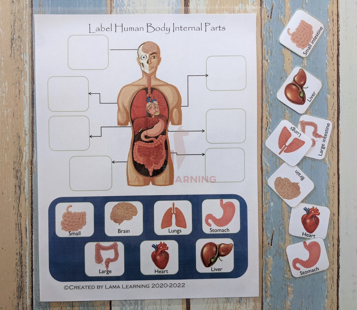 Human Body Pre-k Kindergarten Activity Printable, Homeschool, About Me ...