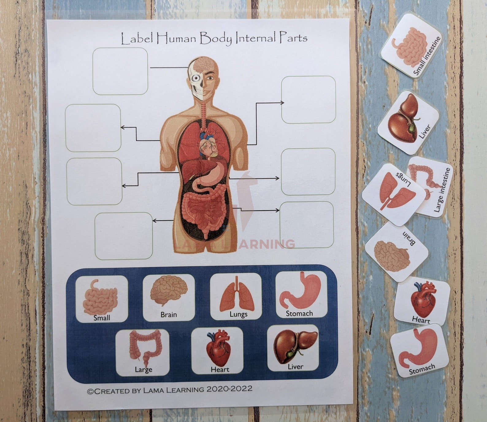 Human Body Pre-k Kindergarten Activity Printable, Homeschool, About Me ...