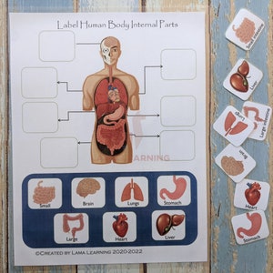 Human Body Pre-k Kindergarten Activity Printable, Homeschool, About Me ...
