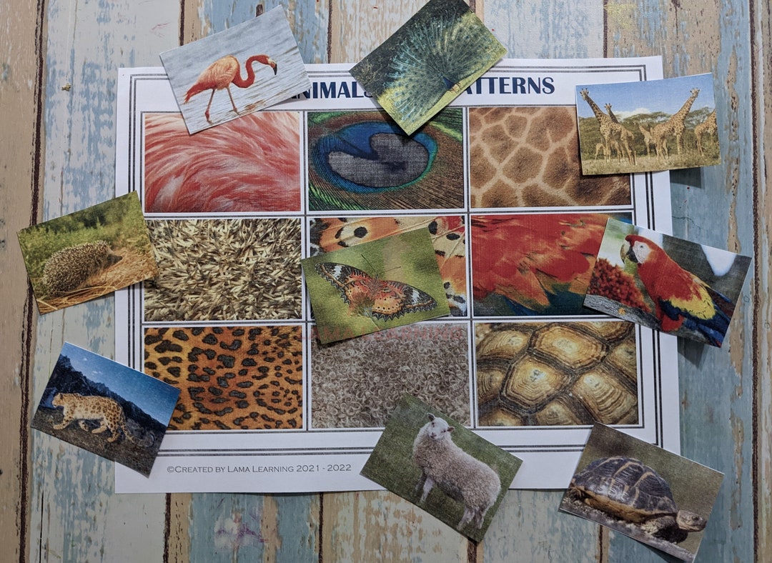 Animals Matching Skin Patterns Learning Game, Homeschool Printable ...