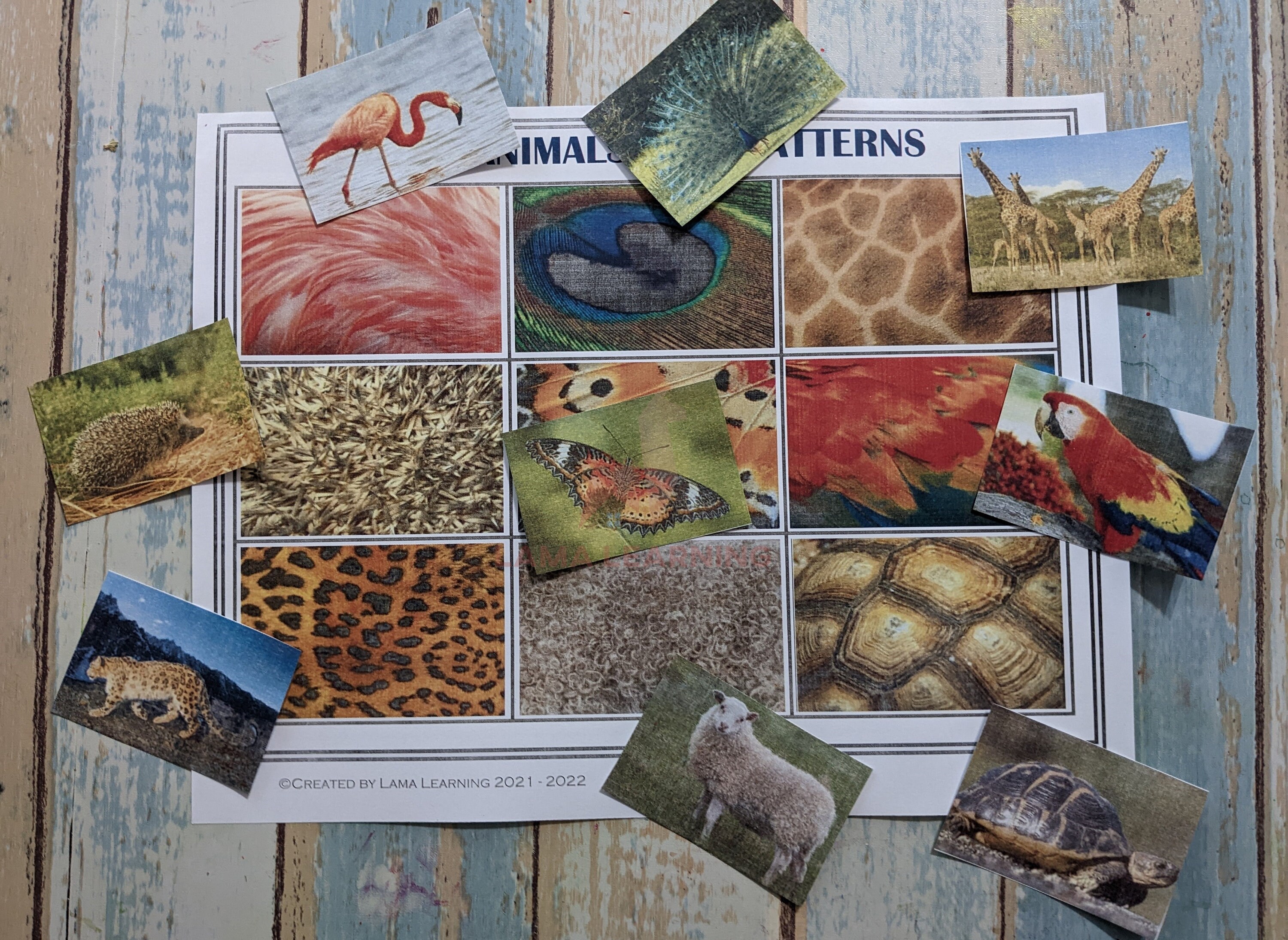 Animals Matching Skin Patterns Learning Game, Homeschool Printable ...