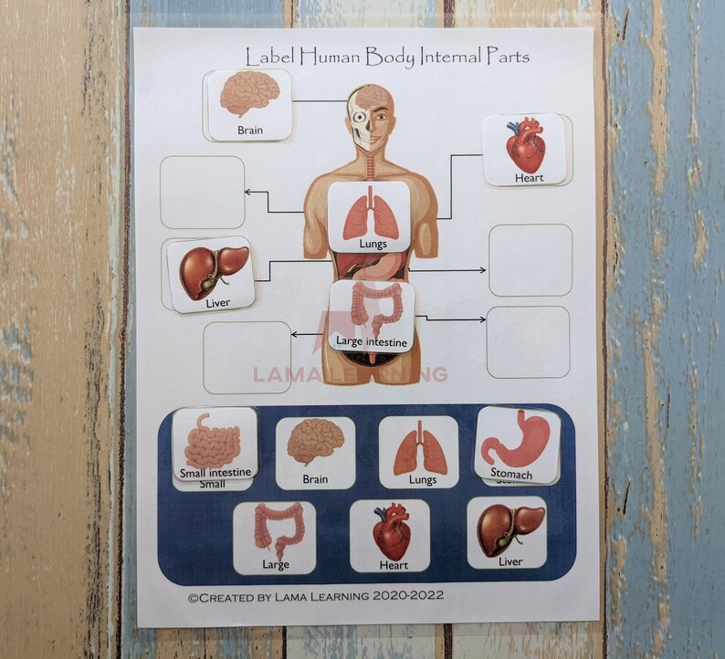 Human Body Pre-k Kindergarten Activity Printable, Homeschool, About Me ...