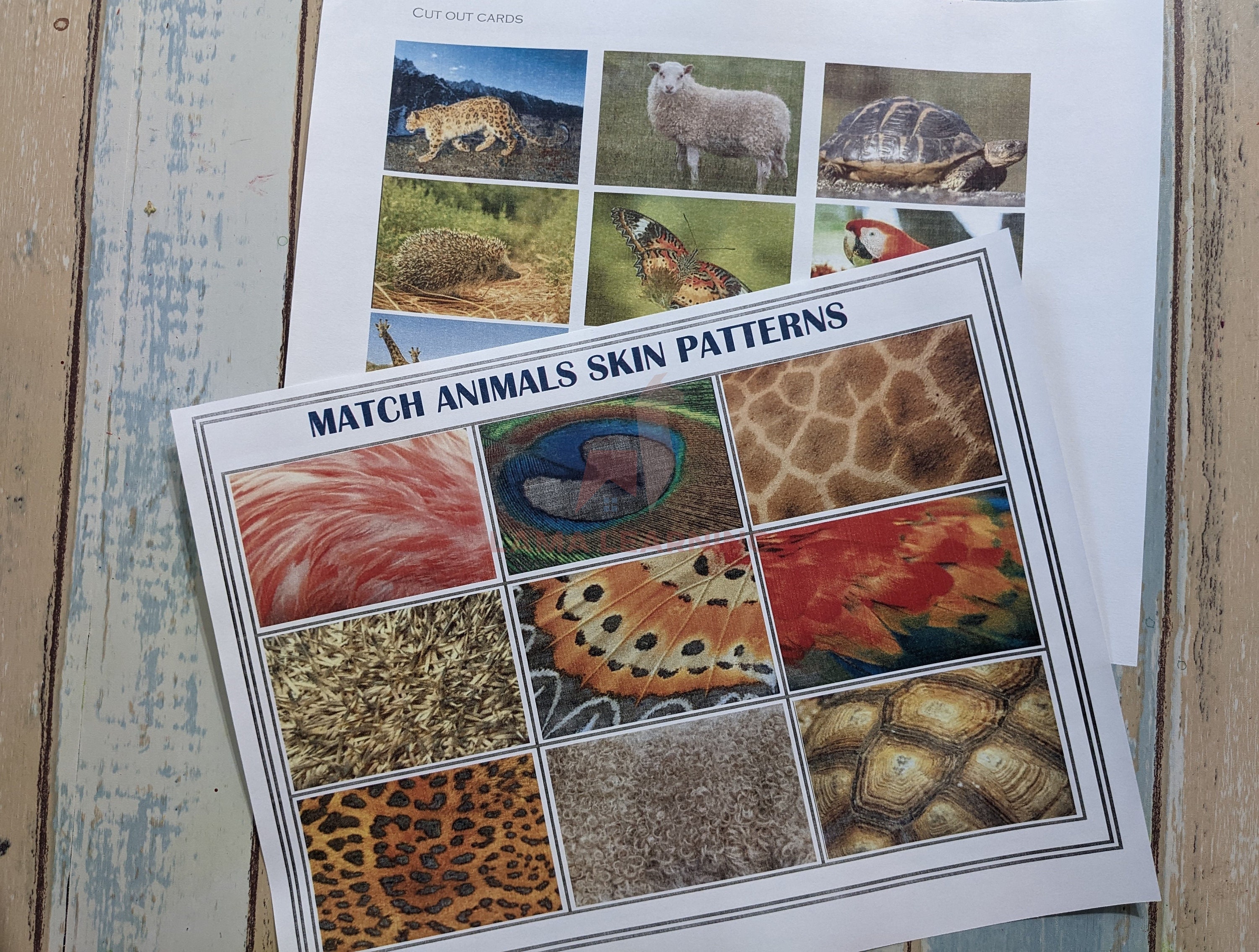 Animals Matching Skin Patterns Learning Game, Homeschool Printable ...