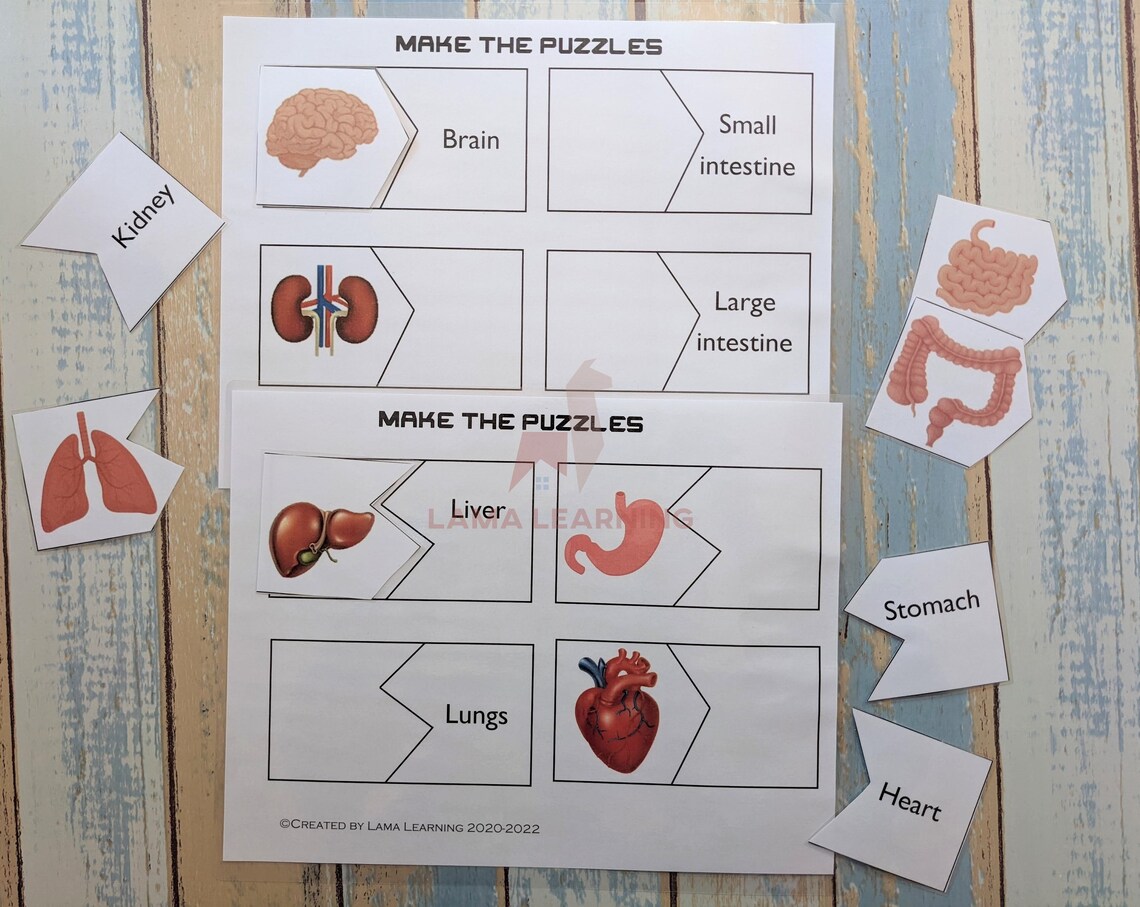 Human Body Pre-k Kindergarten Activity Printable, Homeschool, About Me ...
