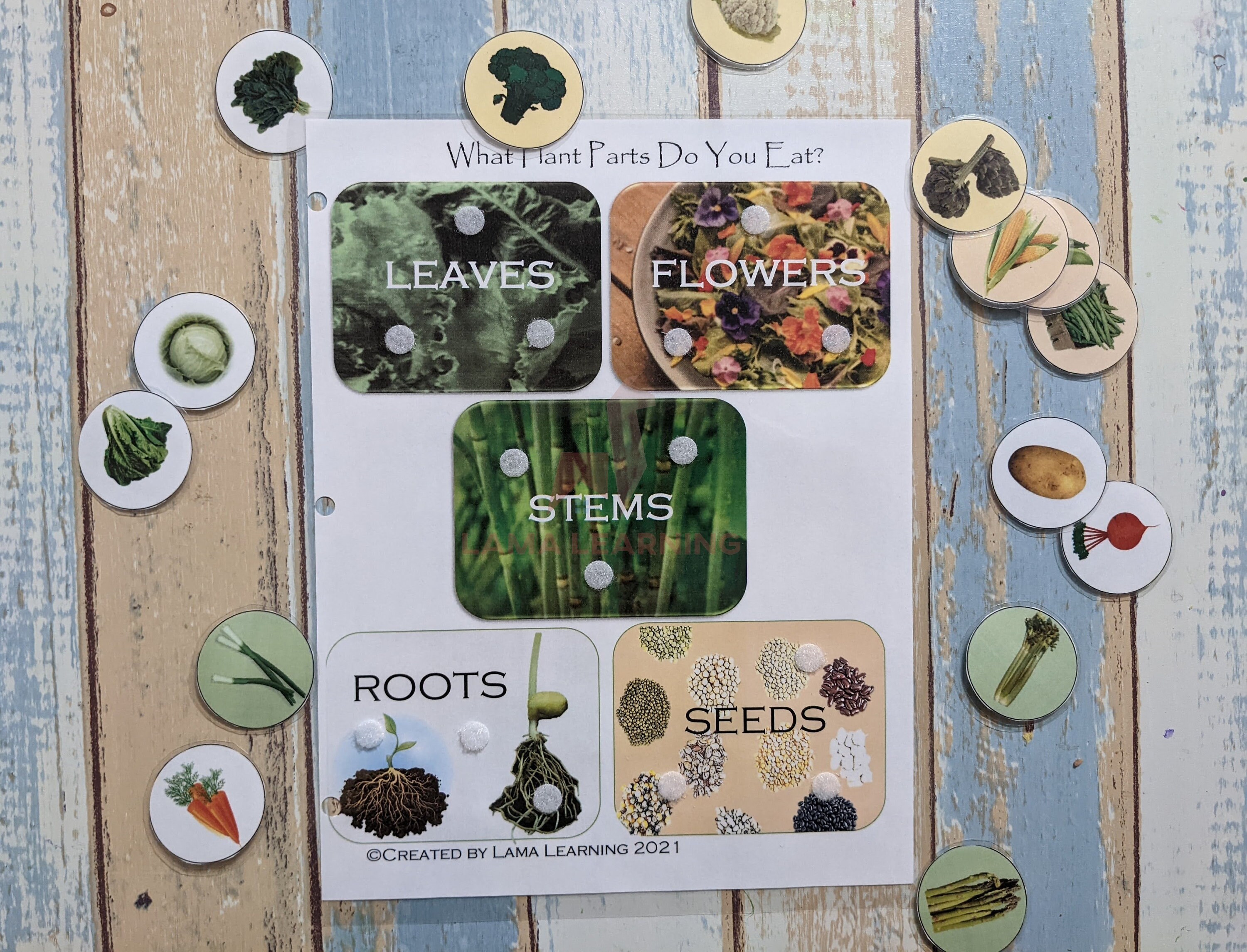 Plants Parts, Sorting Game, Learning Resources, Kindergarten Science ...