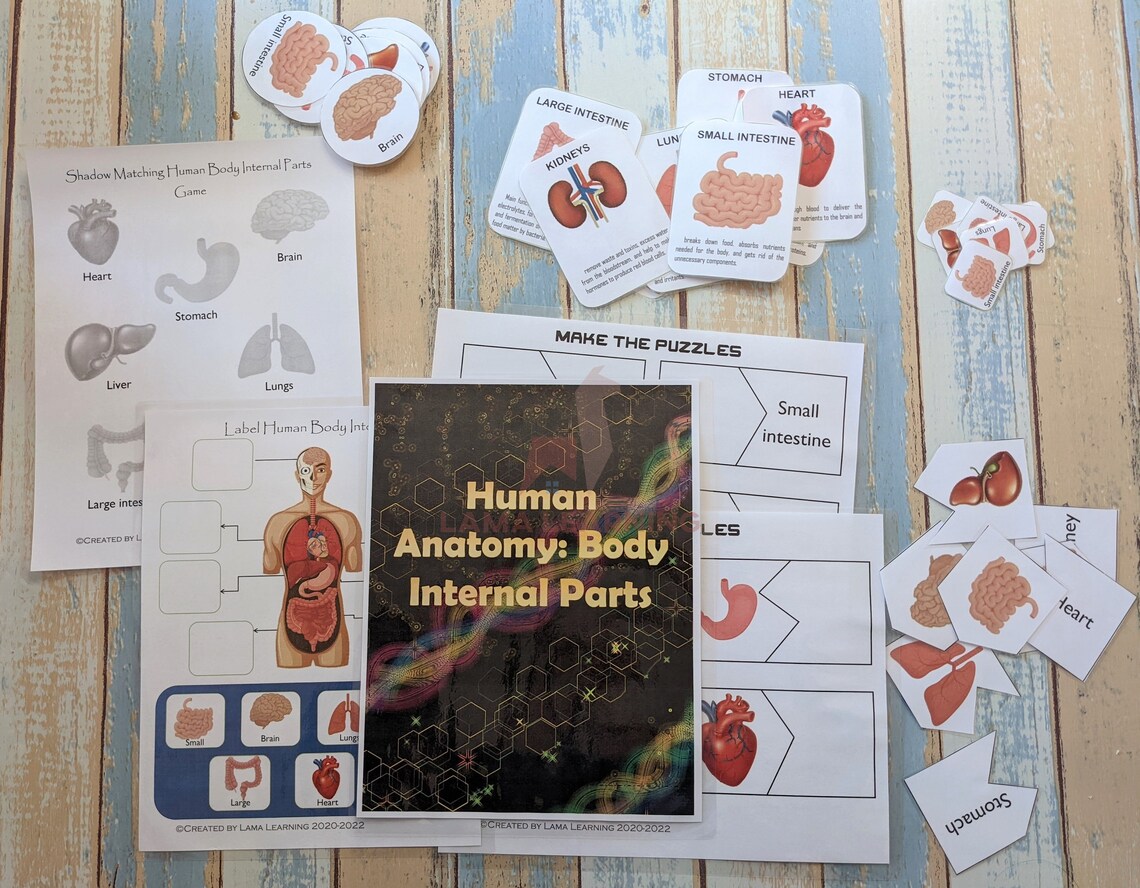 Human Body Pre-k Kindergarten Activity Printable, Homeschool, About Me ...