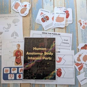 Human Body Pre-k Kindergarten Activity Printable, Homeschool, About Me ...