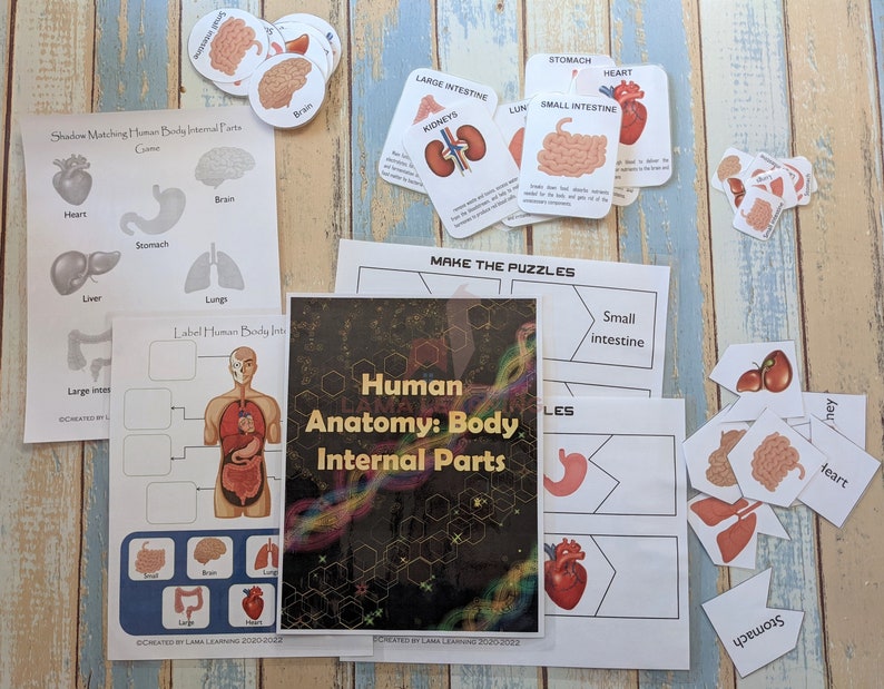 Human Body Pre-k Kindergarten Activity Printable, Homeschool, About Me ...