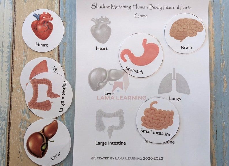 Human Body Pre-k Kindergarten Activity Printable, Homeschool, About Me ...