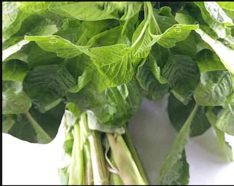 Red Stripe Leaf Amaranth Seeds 紅莧菜 Rau Den Red Callaloo / Chinese ...
