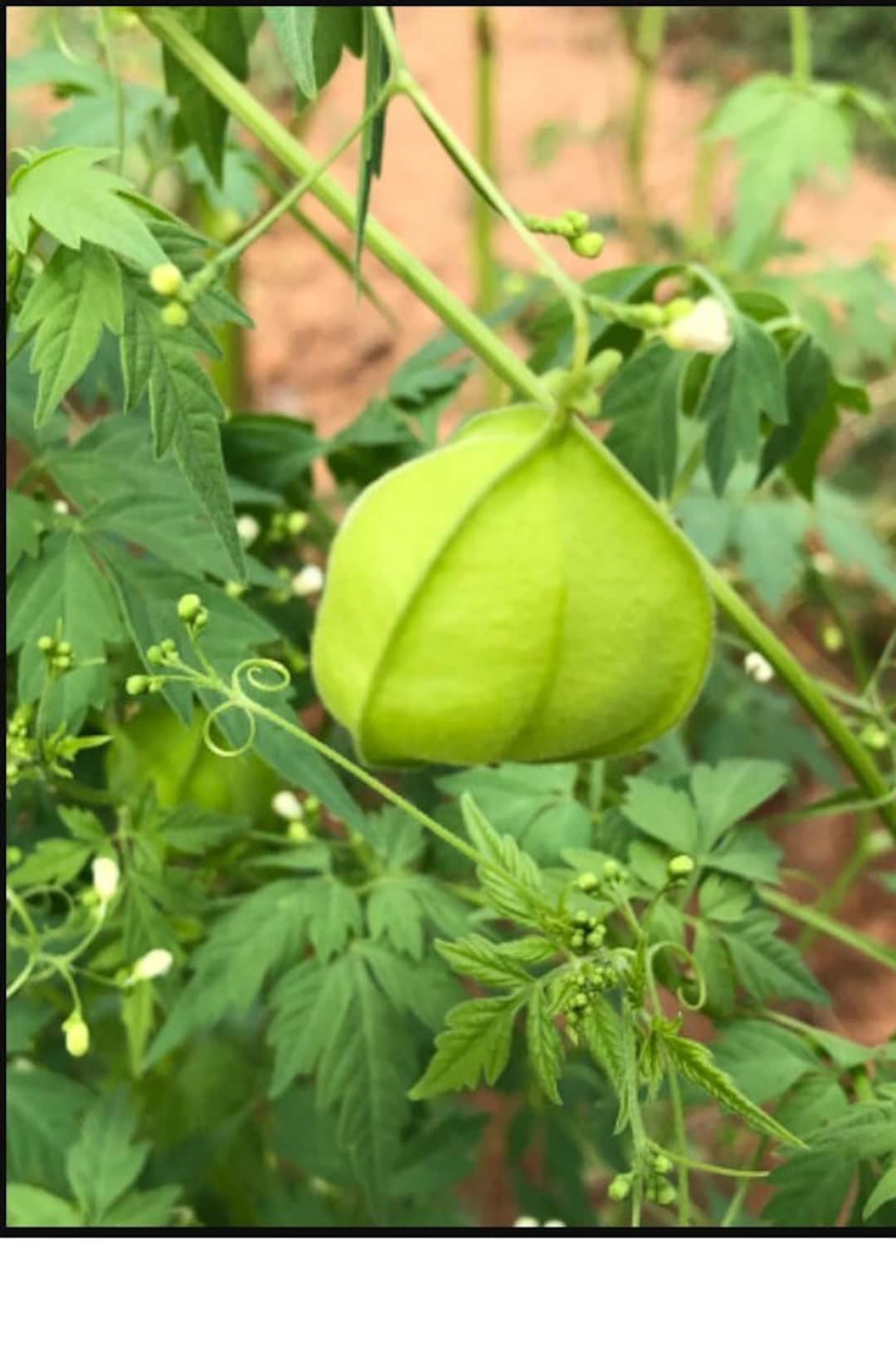 Cardiospermum Halicacabum, Balloon Vine, Balloon Plant or Love in a ...