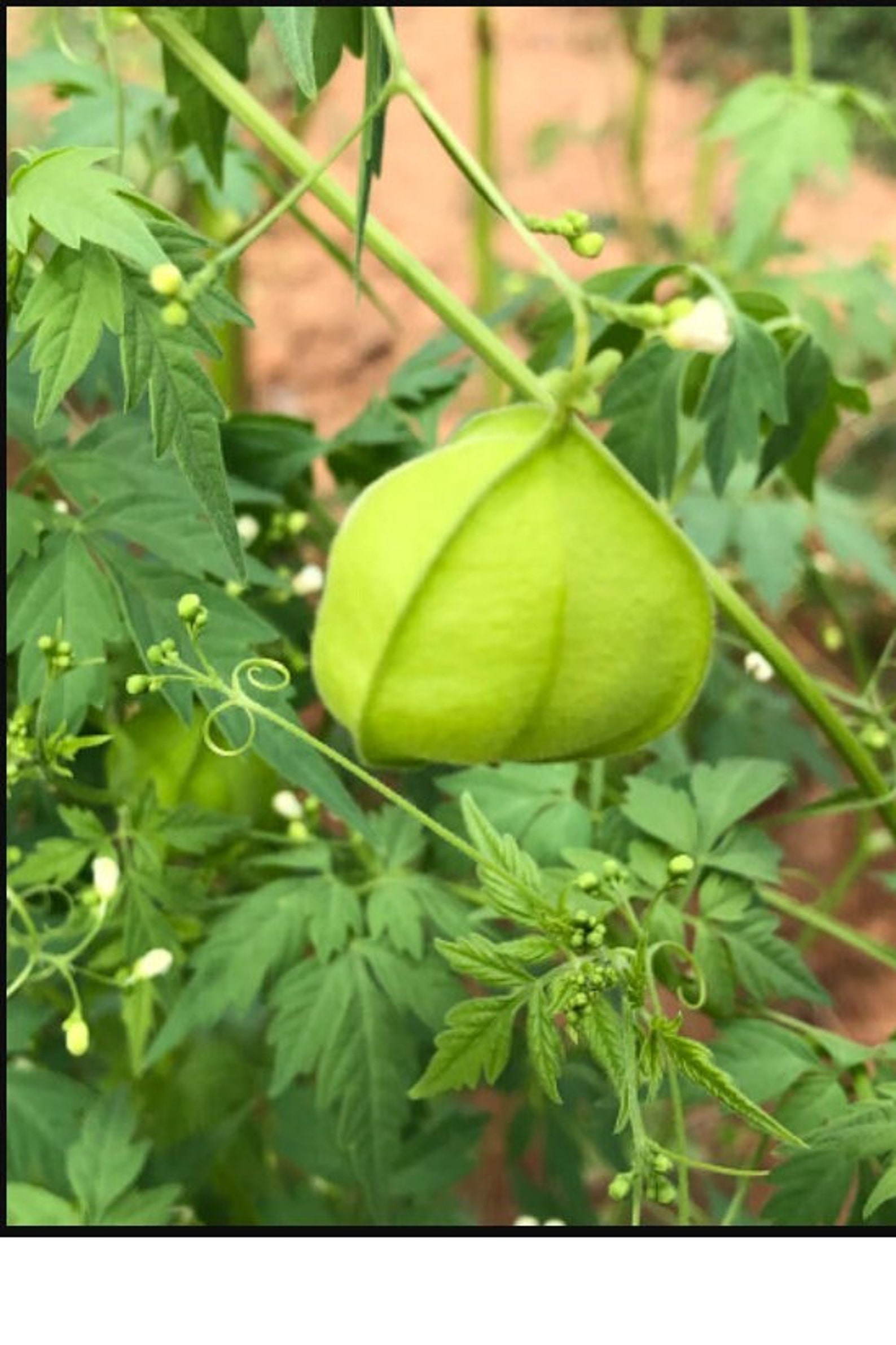 Cardiospermum Halicacabum, Balloon Vine, Balloon Plant or Love in a ...