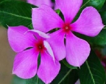 Vinca Raspberry Periwinkle Flower Seeds / Annual 40 - Etsy