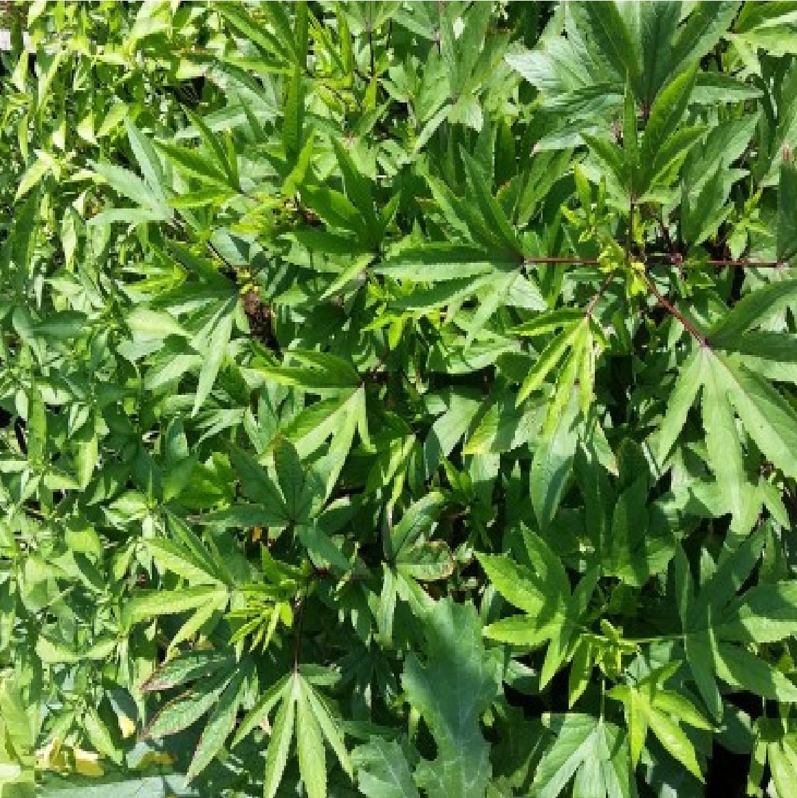 Gongura, Sorrel, Ambada, Pitwaa, or Pulicha Keerai - 10+ Seeds - 100% ...