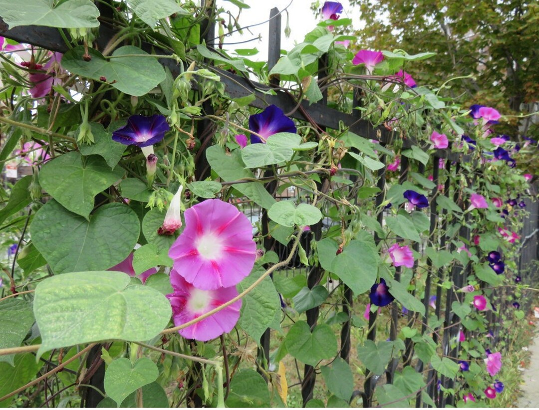 25 Morning Glory Mix Seeds Annual - Etsy