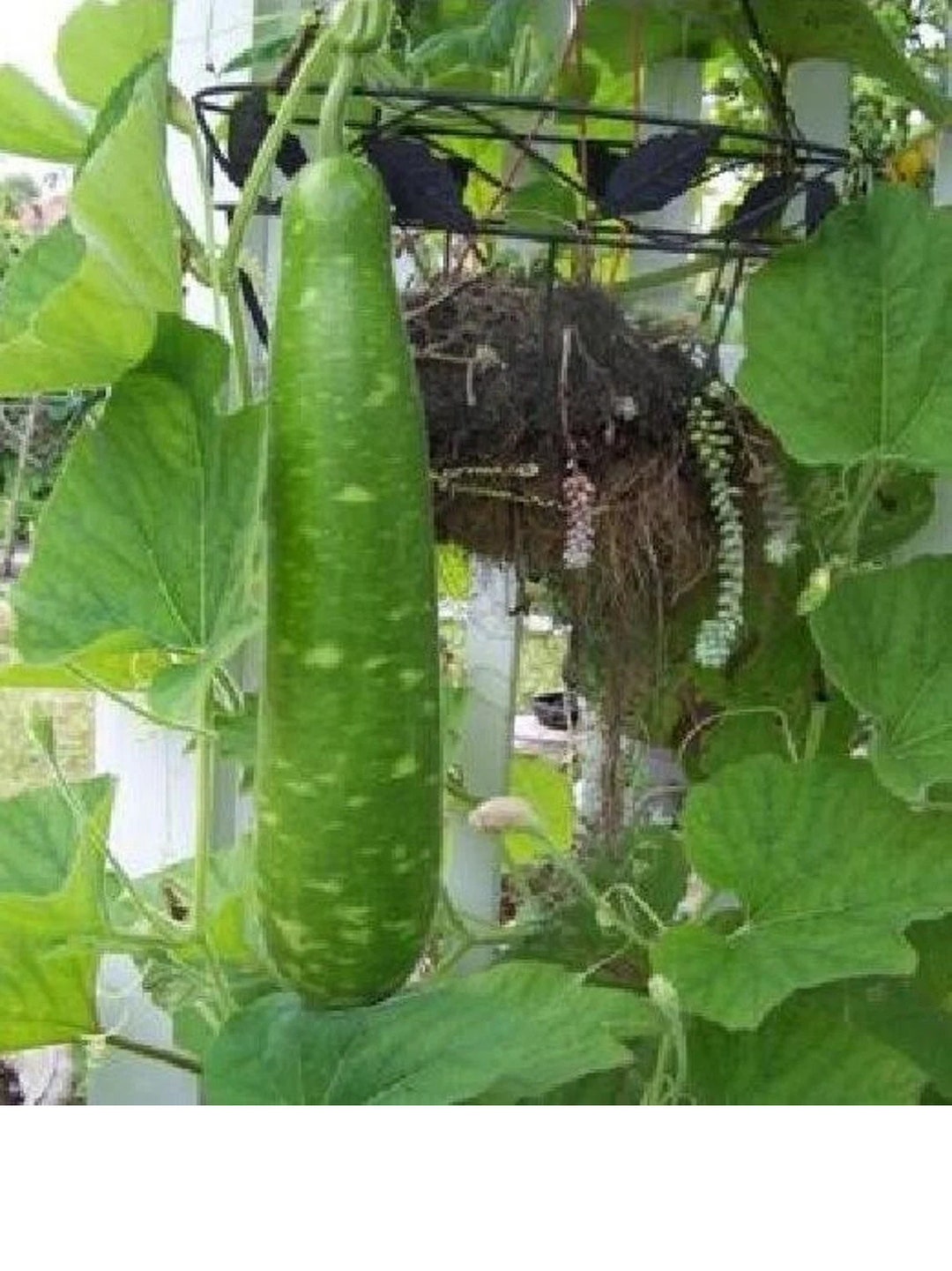 10+ Edible Long Bottle Gourd Seeds, CALABASH, Sorakaya, Asian Indian ...