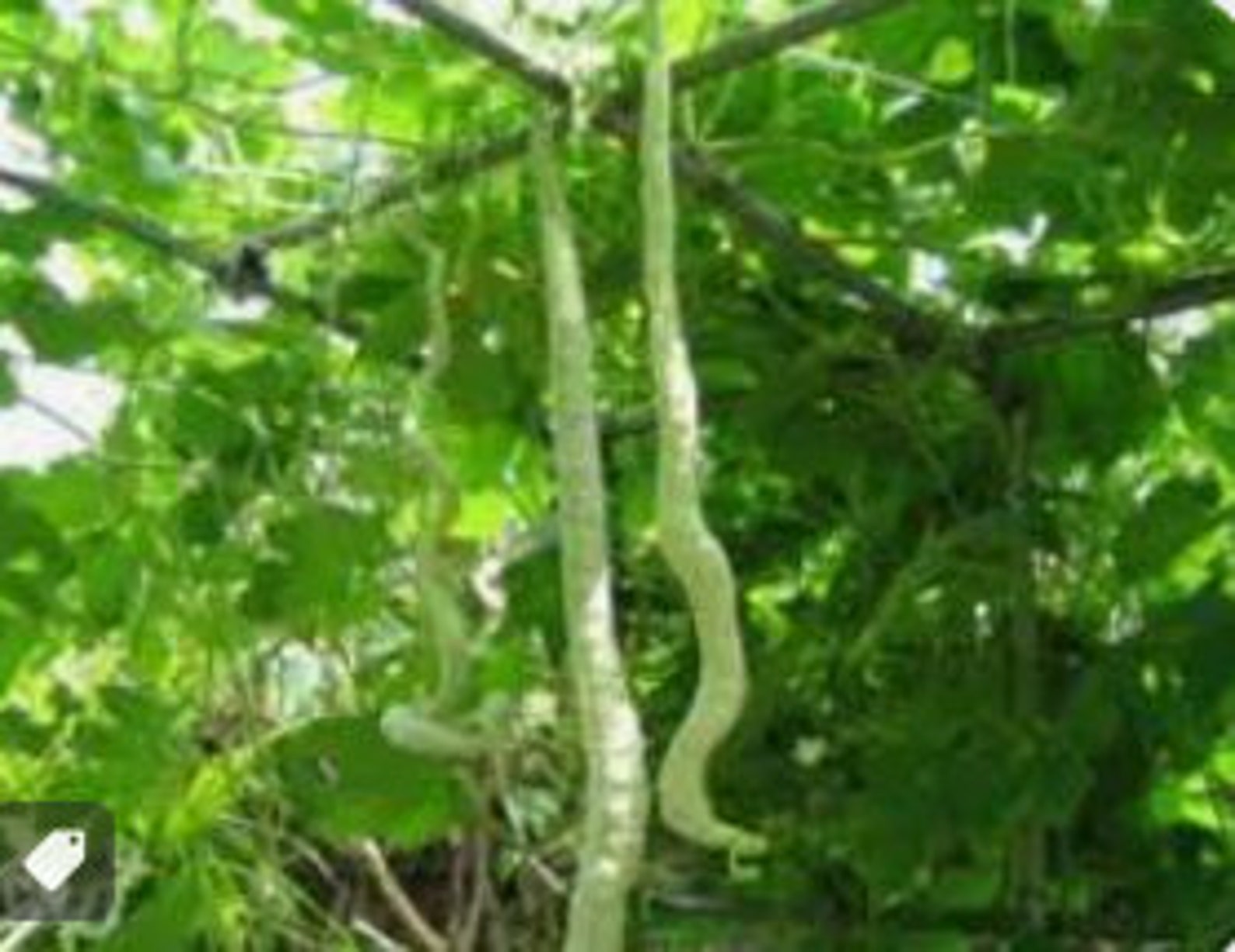 10 Long Snake Gourd Seeds 100% Organic - Etsy