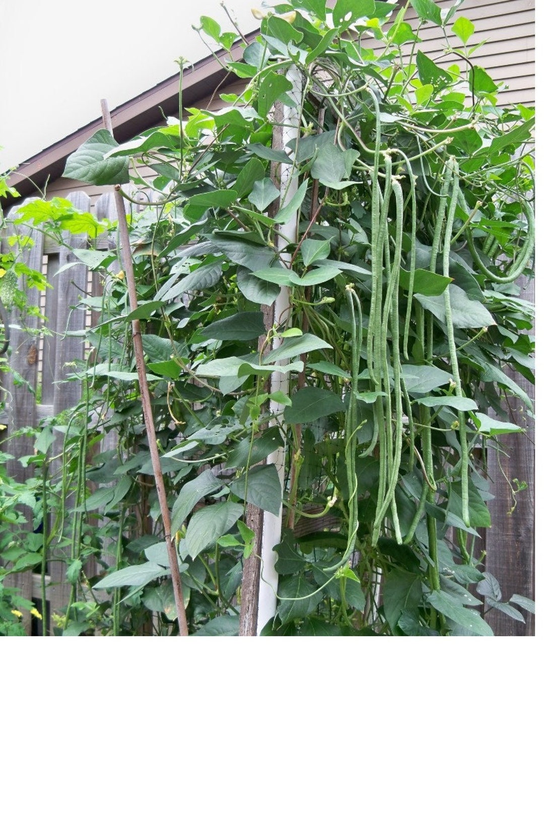 10+ Long Bean Seeds, Yard Long Bean, Asparagus Bean - 100% Organic - Etsy