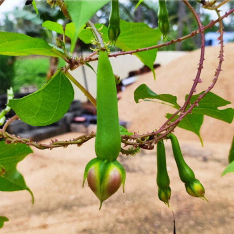 Green Bean Trees - Etsy