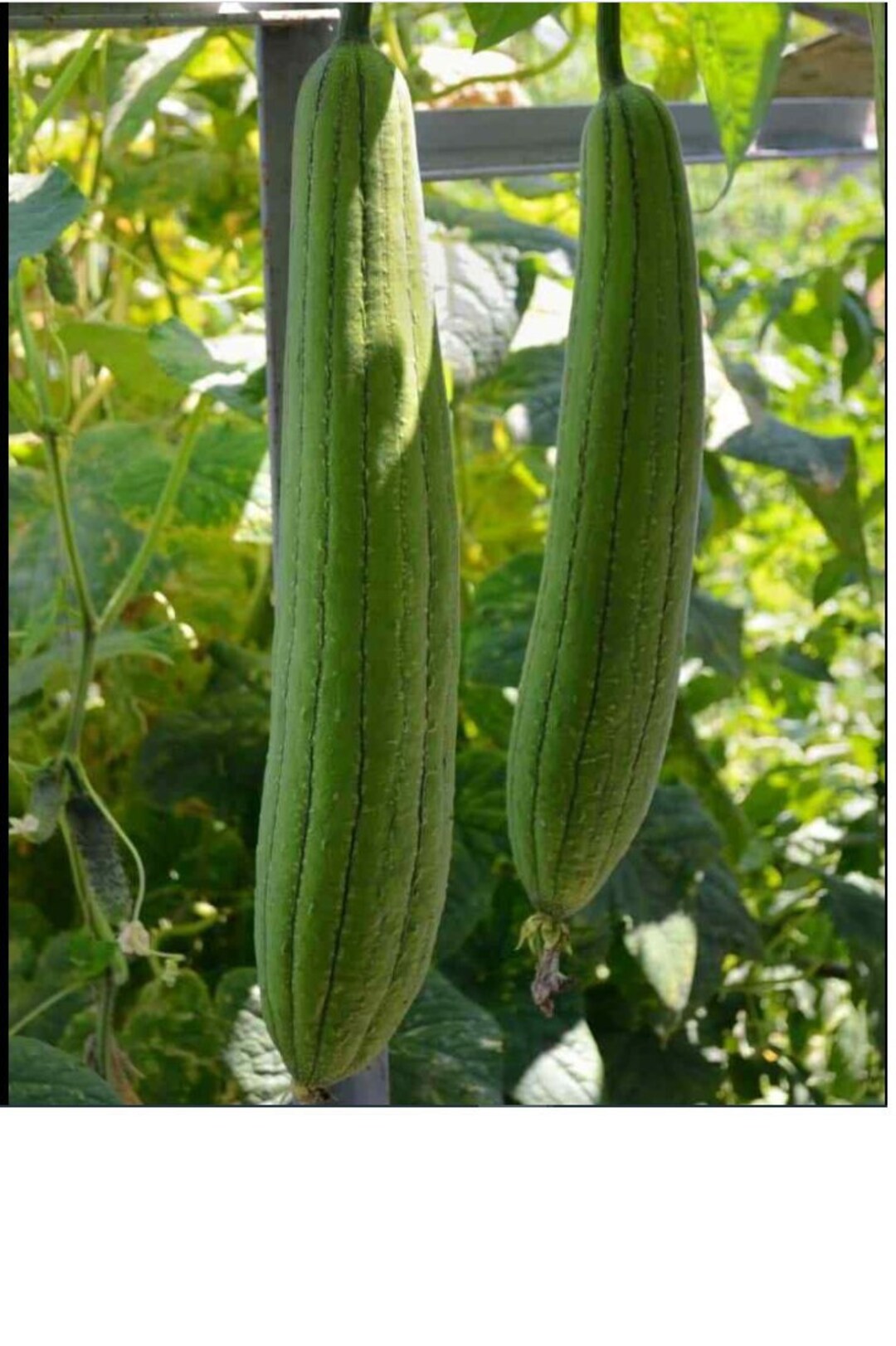 15+ Luffa Seeds, Chinese Okra, Loofah Seeds - 100% Organic - Etsy