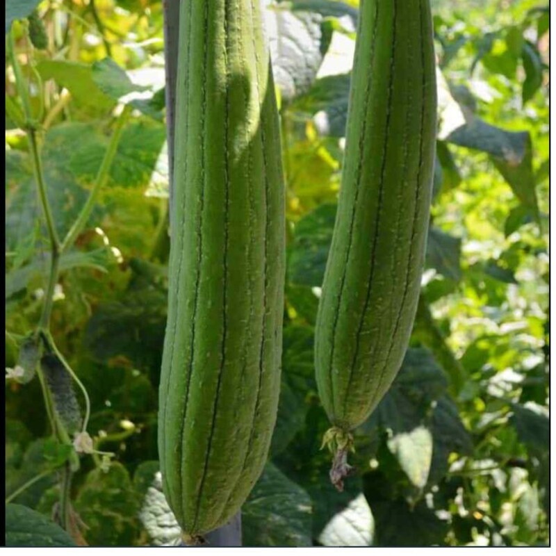 Luffa Seeds - Etsy