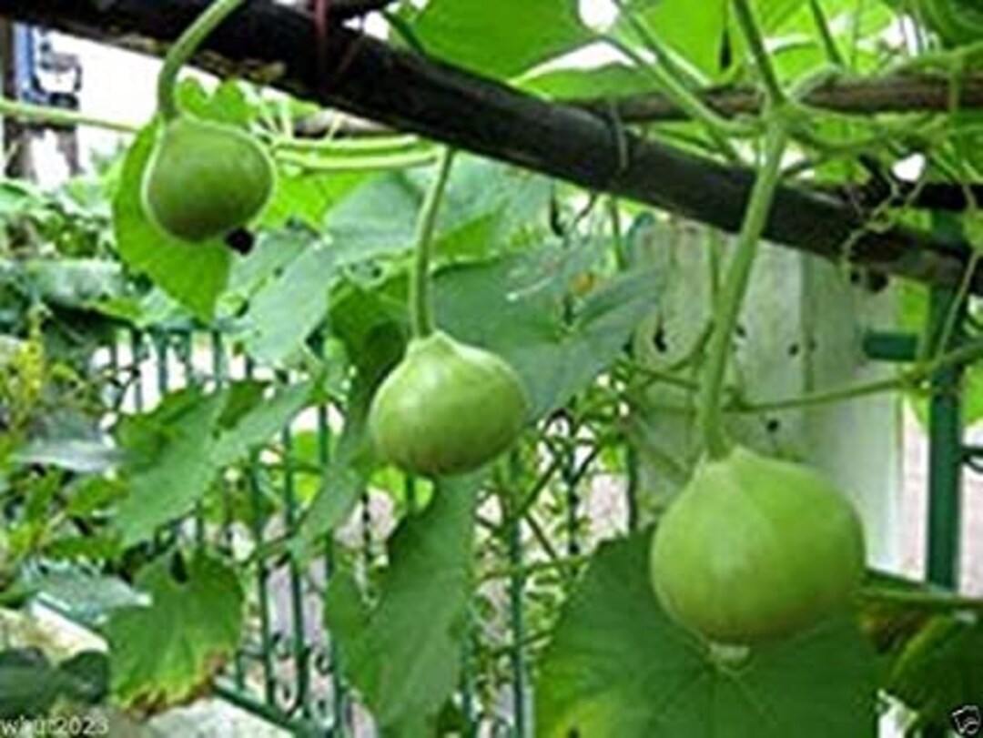 10+ Edible Round Bottle Gourd Seeds, CALABASH, Sorakaya, Asian Indian ...