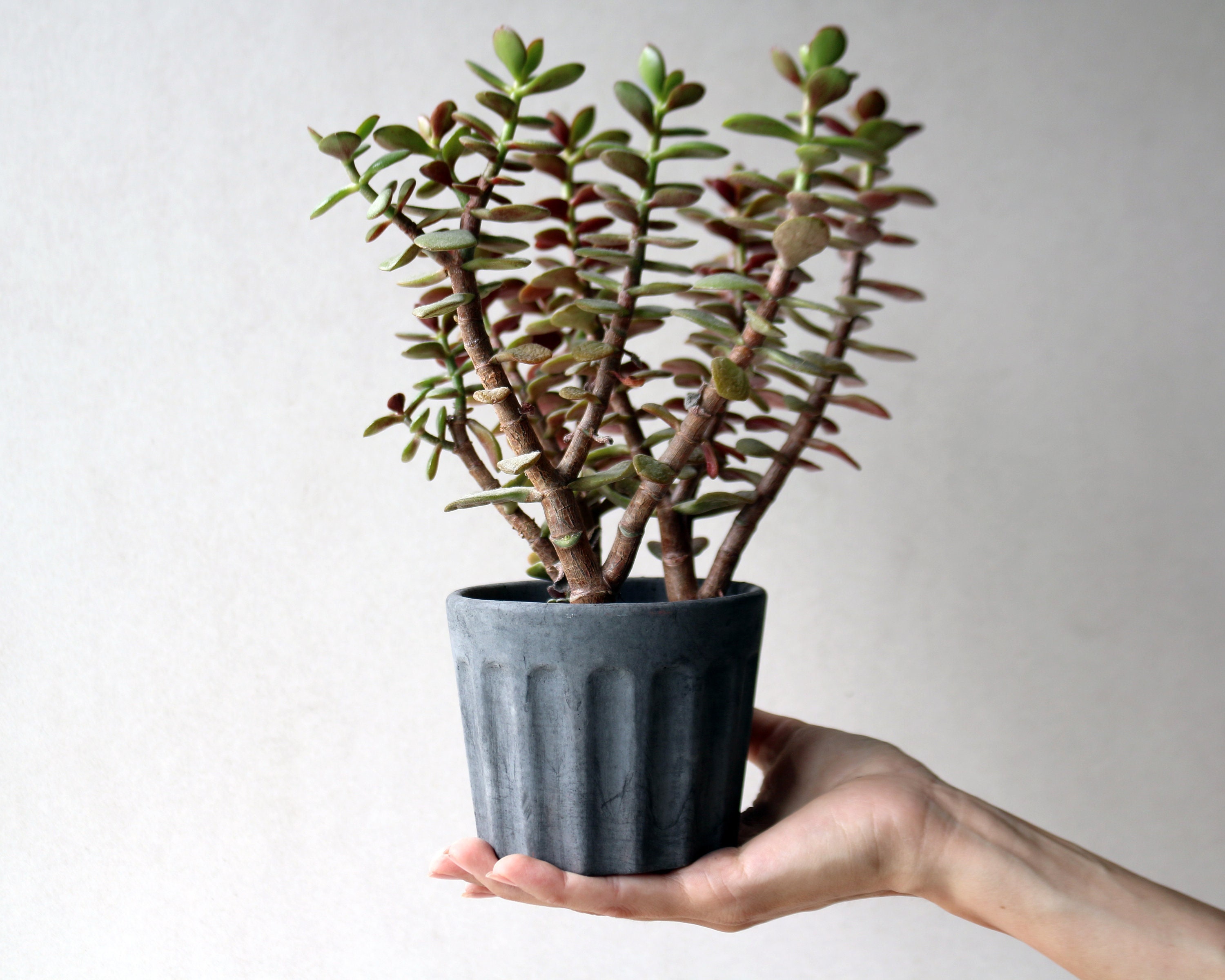 Minimalist Concrete Planter, Fluted Succulent Pot, Modern Scandinavian ...