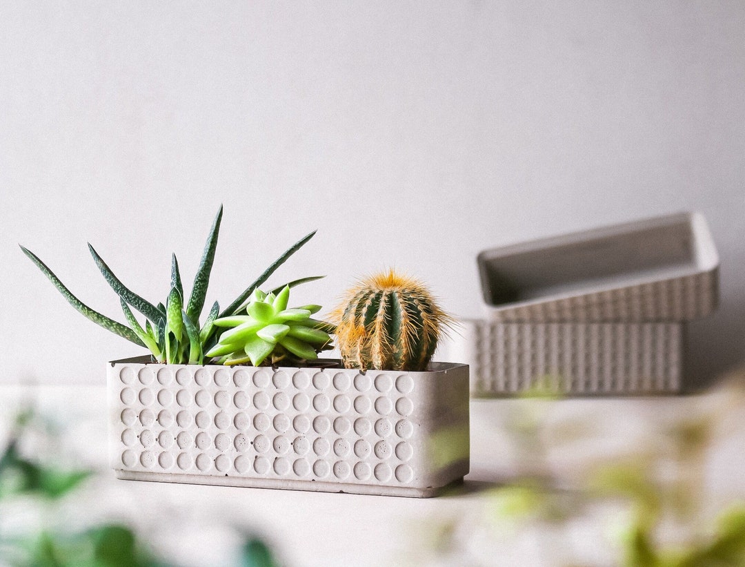 Doted Concrete Planter Box | Minimalist Planter Pot | Succulent Plant ...
