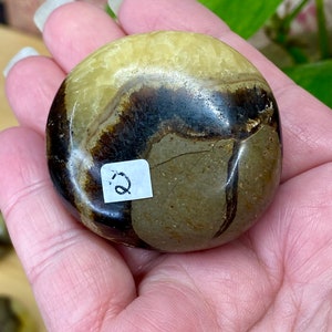 Septarian Stone | Septarian Palm Stone | Fossils | Palm Stones | Pocket ...