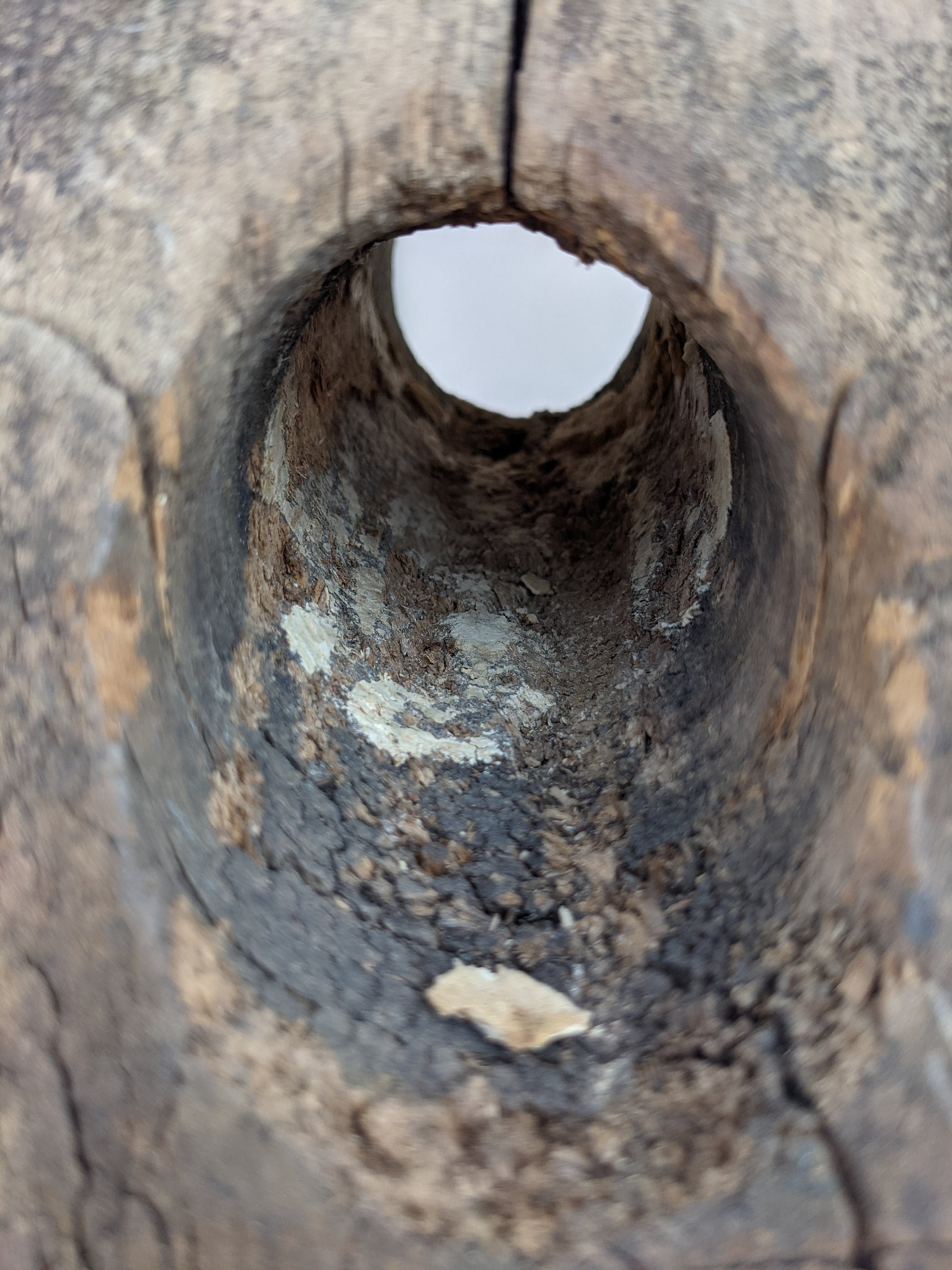 Antique Oxen Yoke - Primitive Farm Tool - Rustic Oxen Yoke - - Etsy