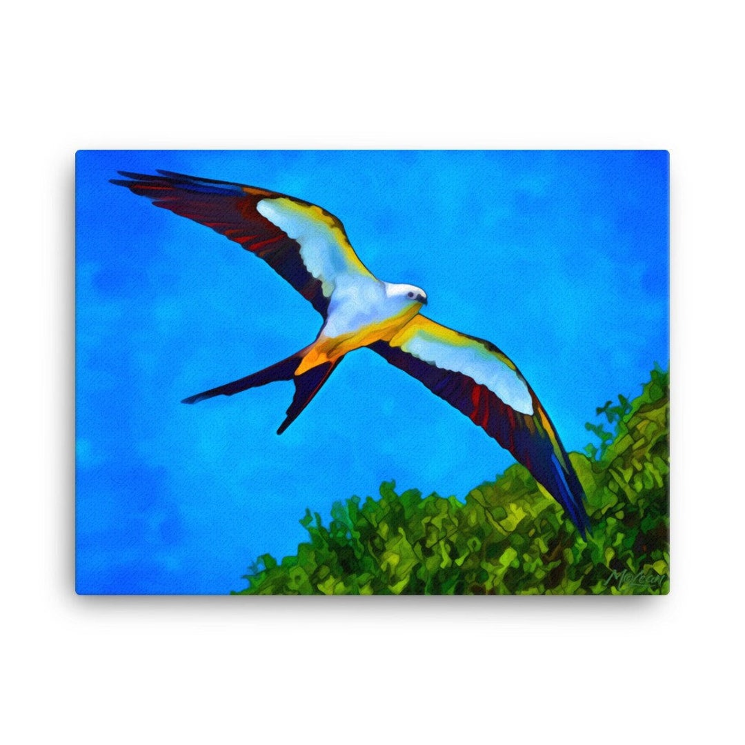 SPLIT-TAILED KITE Bird Animal Wall Art Print - Birding Gifts for Men ...