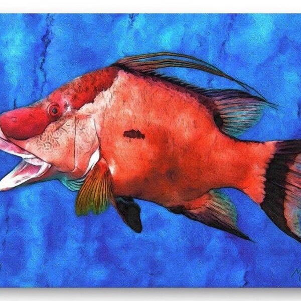 Hogfish - Etsy