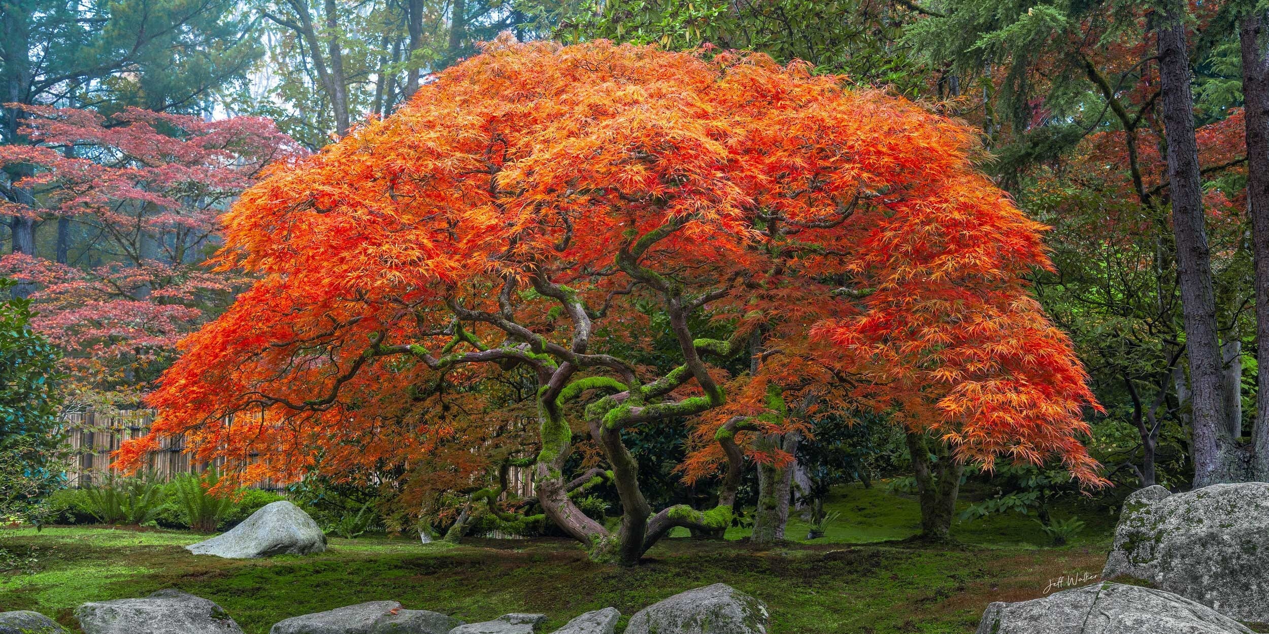 The Guardian - Jeff Walker Luxury Fine Art - Limited Edition Aluminum ...