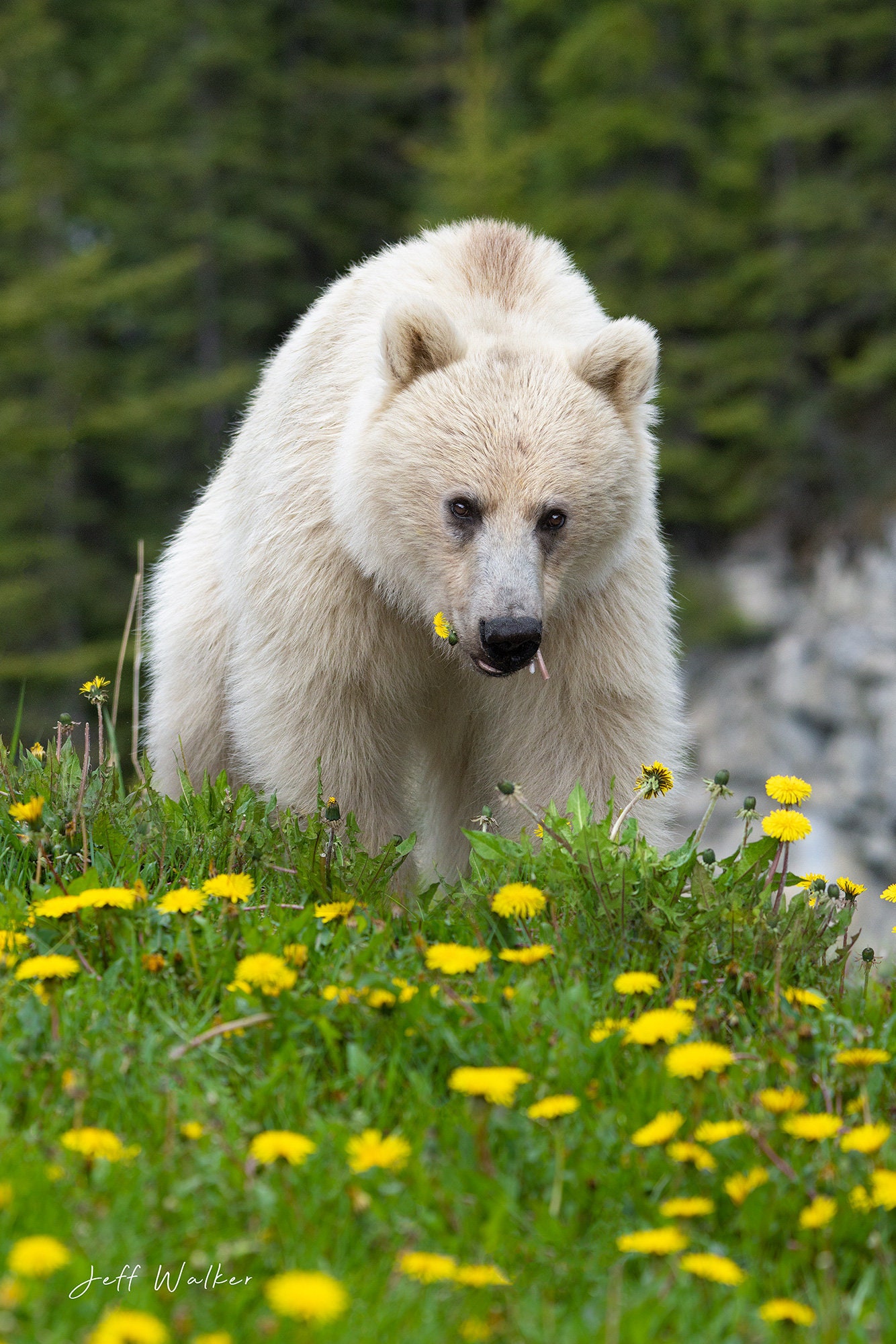 White Grizzly Bear