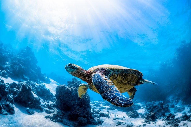 Sunny Turtle - Jeff Walker - Luxury Fine Art - Limited Edition Aluminum ...