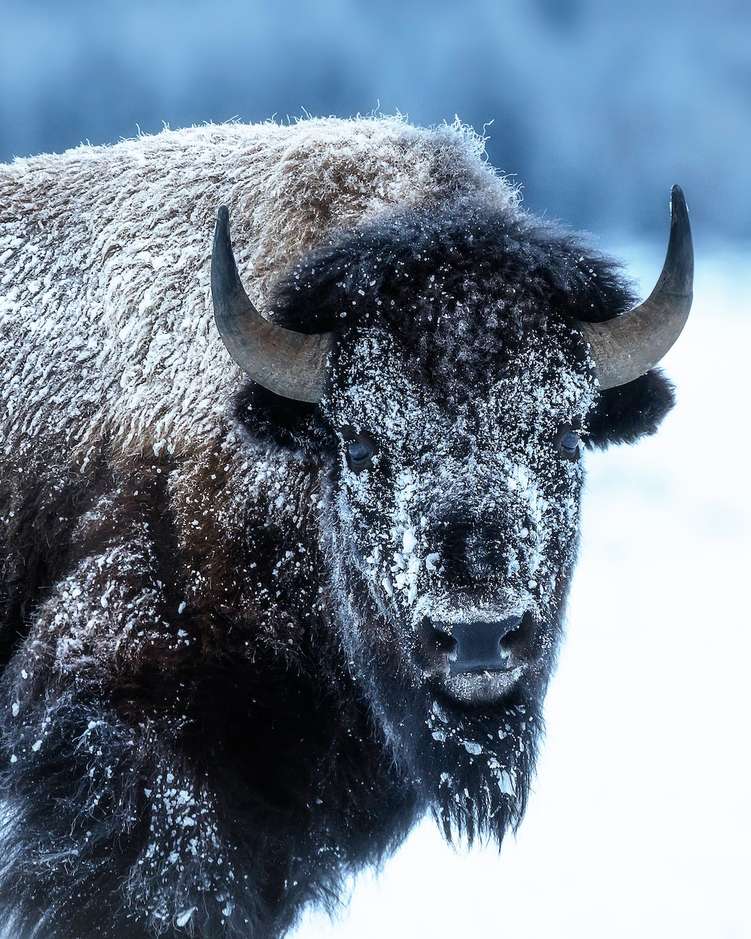 American Bison Print, Buffalo in the Winter, Snowy Scenery-wyoming ...
