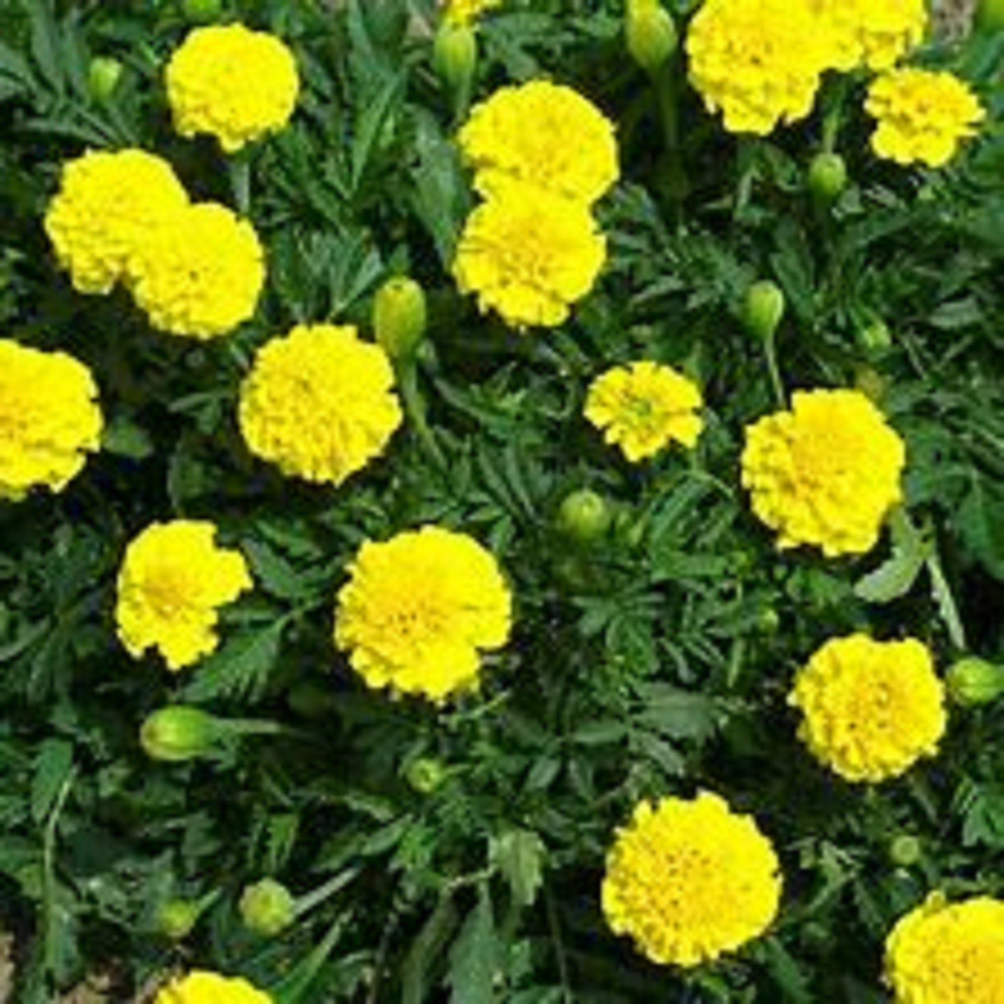 Marigold Petite Yellow 50 Seeds | Etsy