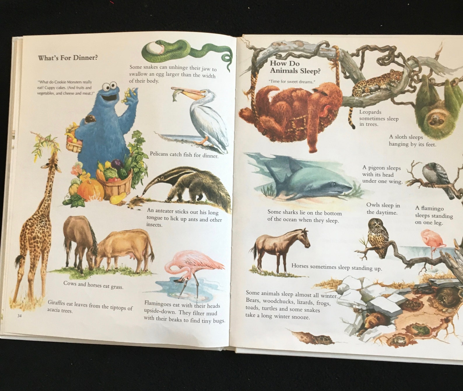 Sesame Street Question & Answer Book About Animals by Rae Paige, 1981 ...