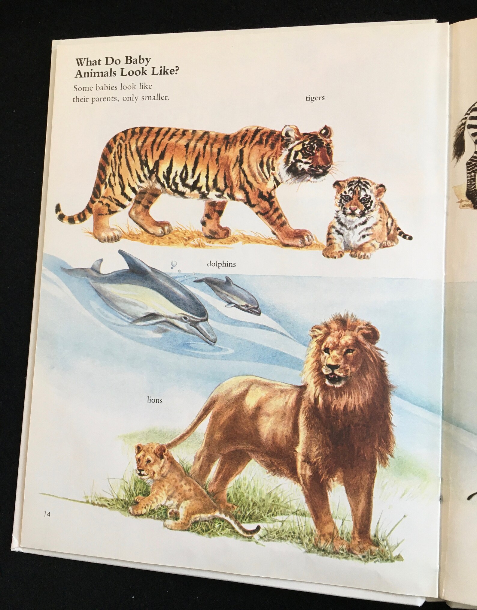 Sesame Street Question & Answer Book About Animals by Rae Paige, 1981 ...