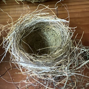 Decorate Display Bird Nests Set of 4 - Etsy