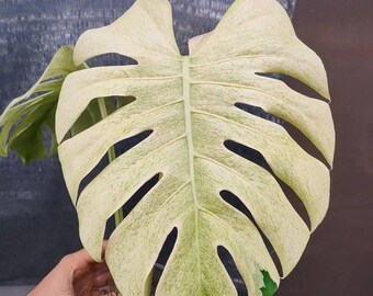 Plants - Etsy Australia