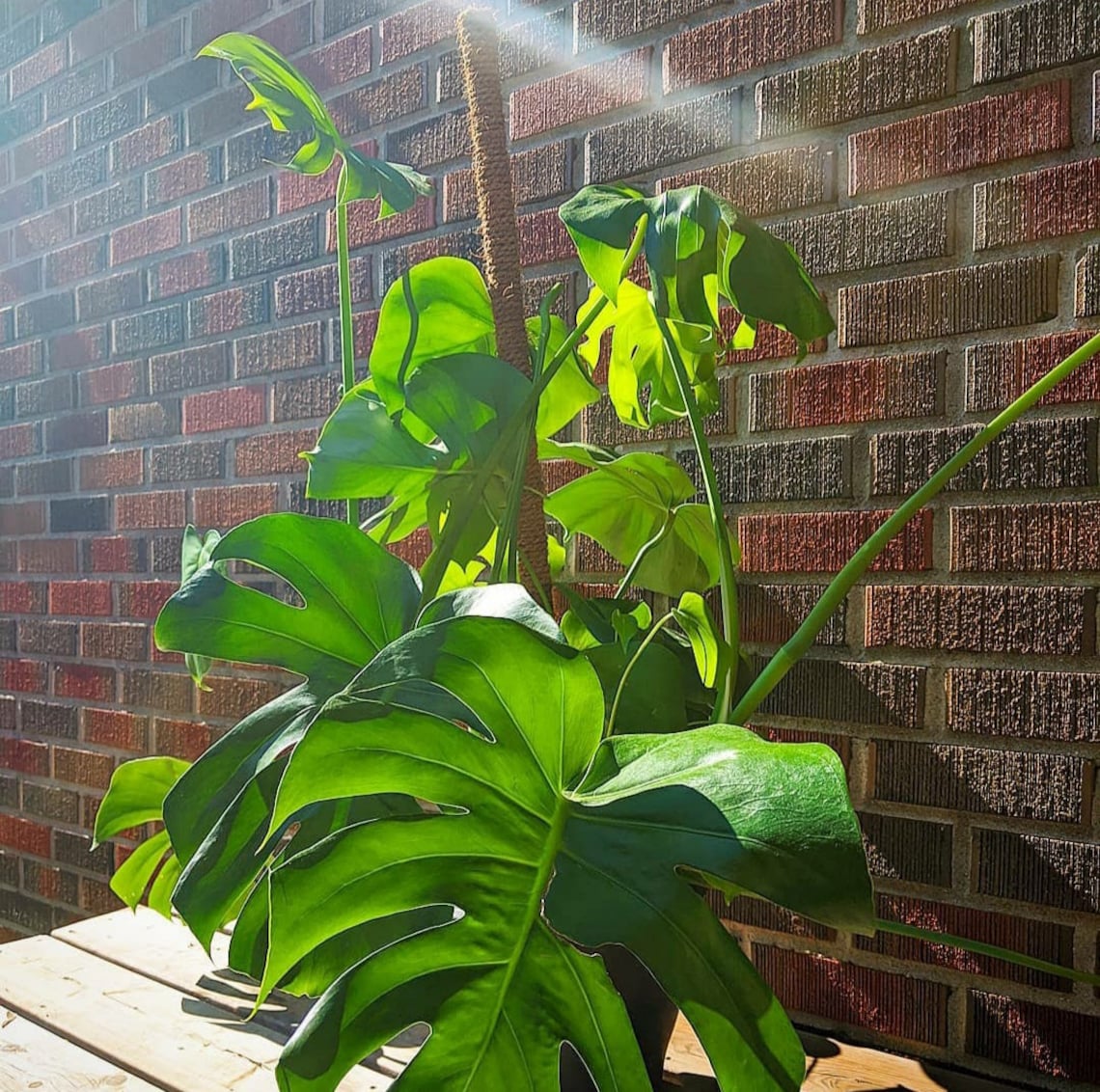 Coconut Coir Moss Pole Plant Supporter Eco Friendly Plant | Etsy