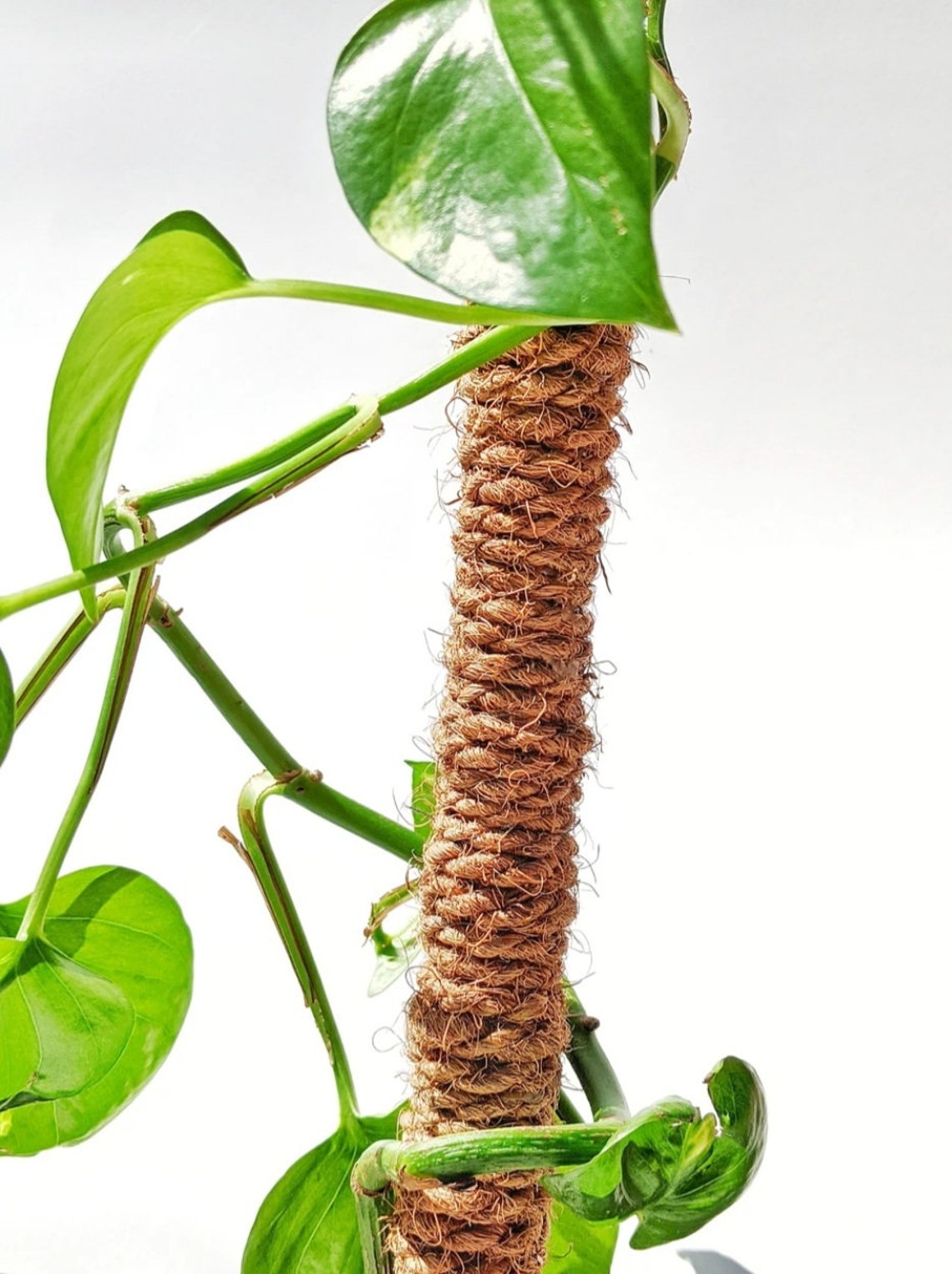 Coconut Coir Moss Pole Plant Supporter Eco Friendly Plant - Etsy