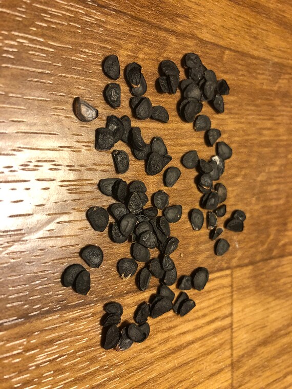 Outdoor & Gardening Seeds & Seed Bombs Adam\u2019s Needle Yucca Seeds ...